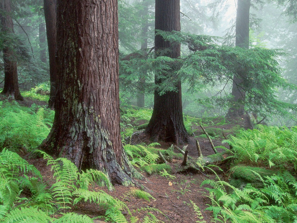 Allegheny National Forest